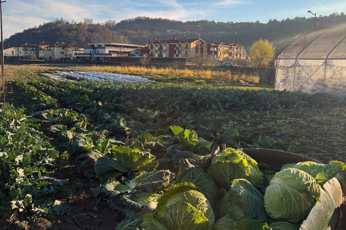 Broccolo Fiolaro e Verze: i tesori invernali dell'Agriturismo Barco ...